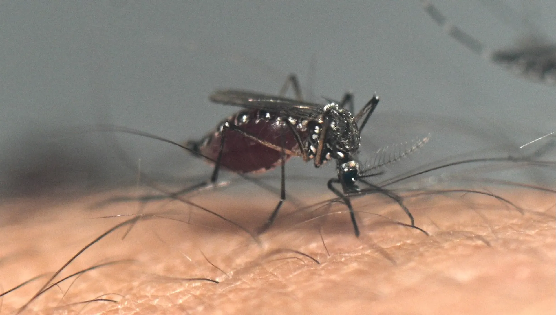 Bezorgdheid over nieuwe tropische ziekte die verspreid wordt door ...