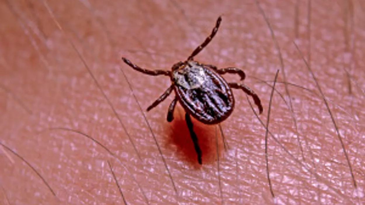 Teek meest gehate beest - Joop - BNNVARA