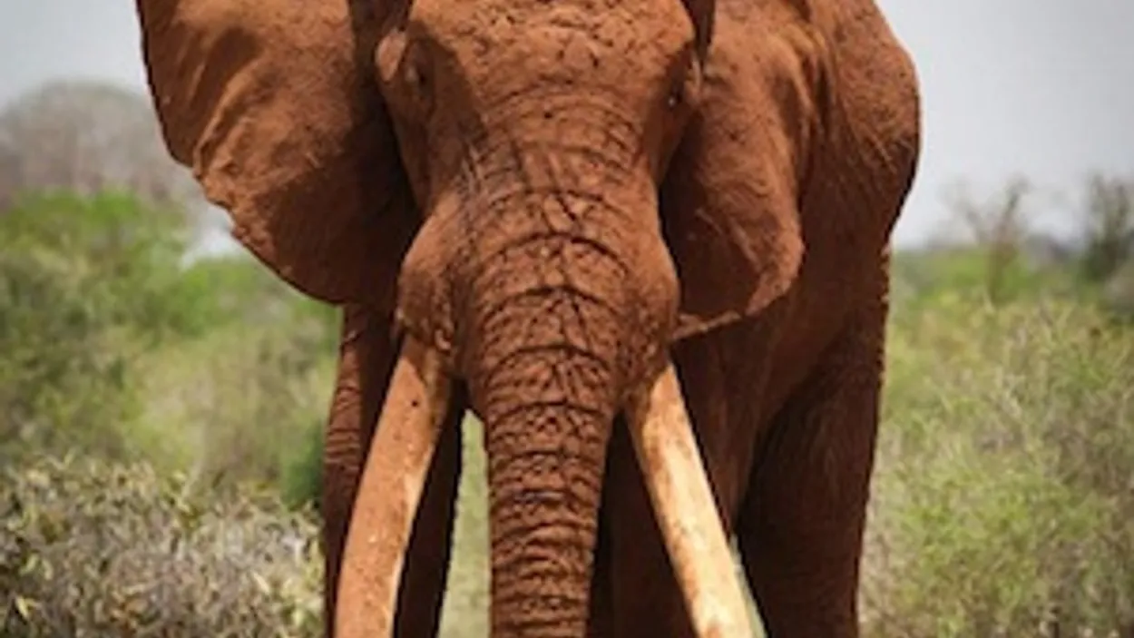 Stropers doden iconische olifant - Joop - BNNVARA