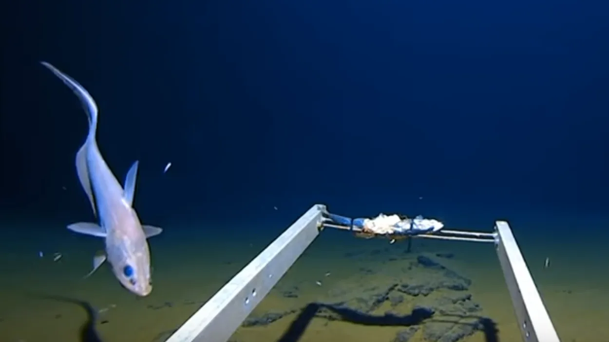 Duiker bereikt recorddiepte in Marianentrog, vindt plastic afval - Joop ...