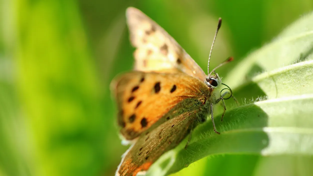 Vlinderstichting: stikstofuitstoot funest voor vlinders - Joop - BNNVARA