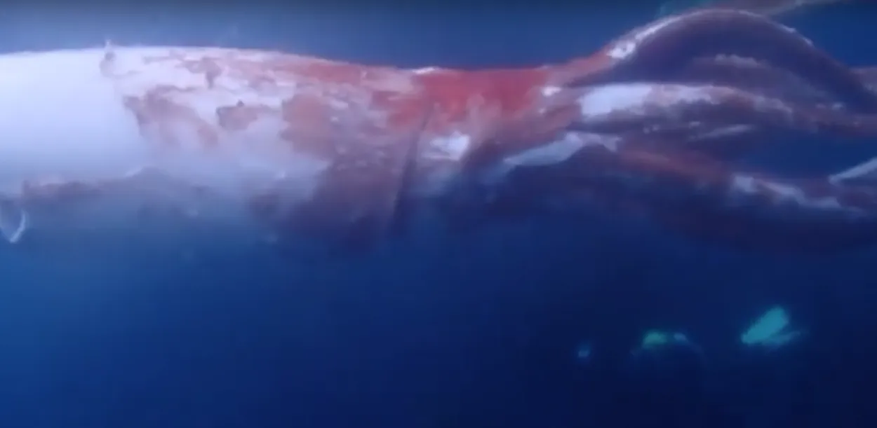 Oog in oog met een zeldzame reuzeninktvis - Joop - BNNVARA