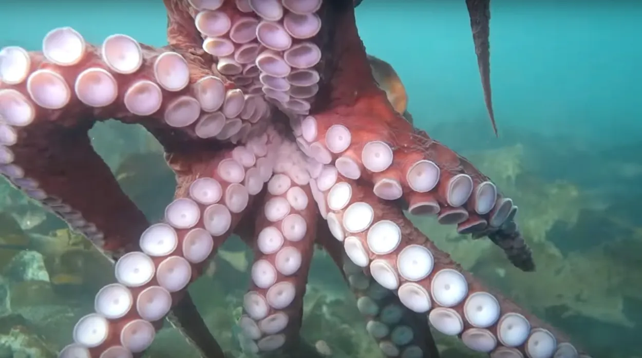Kom in m'n armen, zegt octopus - Joop - BNNVARA
