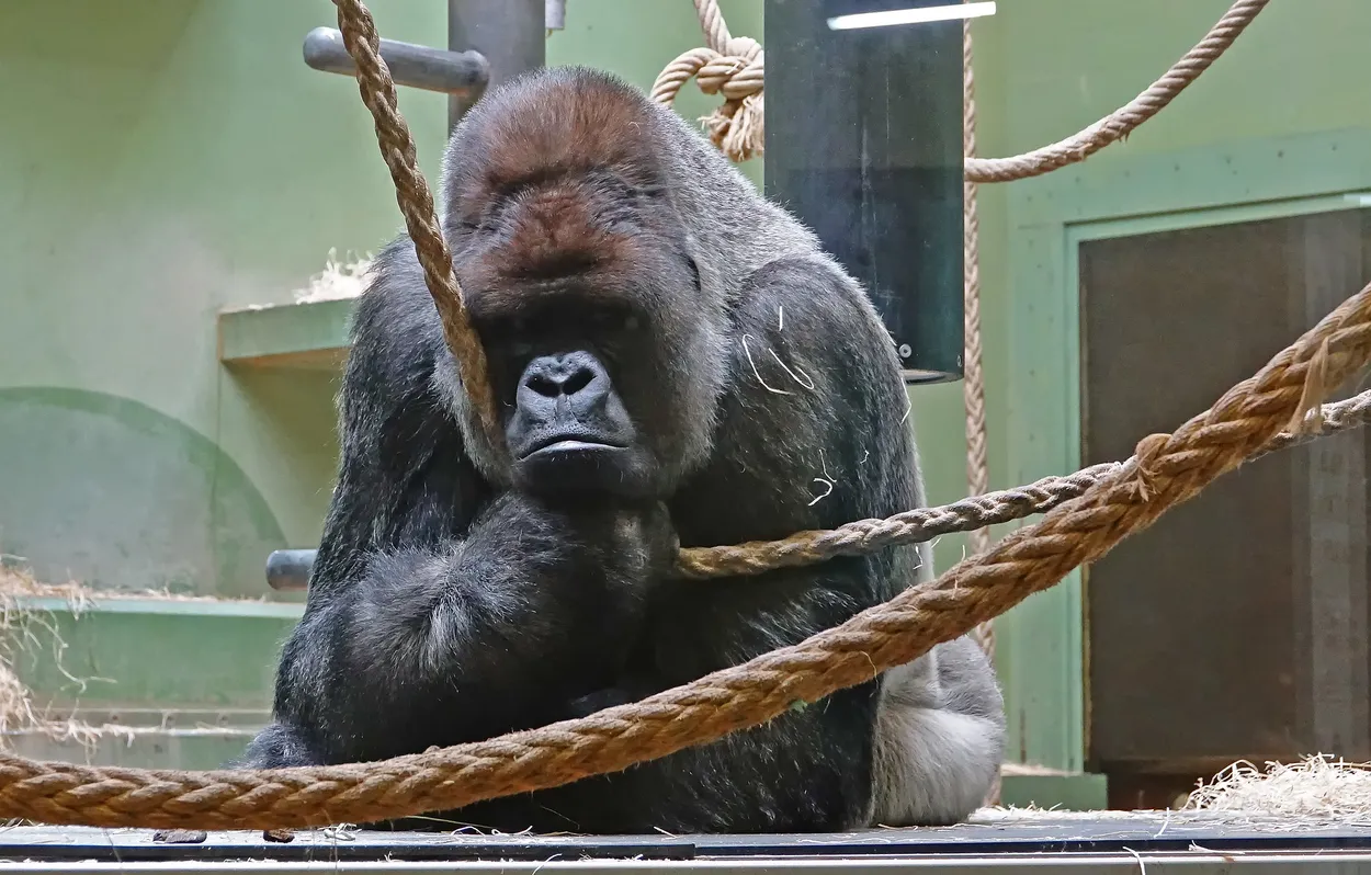 Beroemde gorilla Bokito onverwacht overleden - Joop - BNNVARA