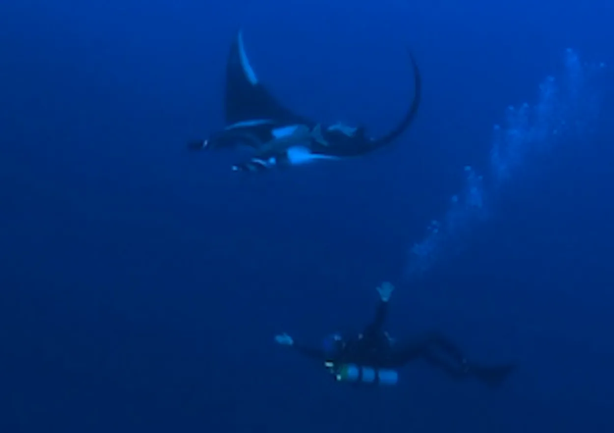 Socorro, op bezoek bij de Manta roggen - Joop - BNNVARA