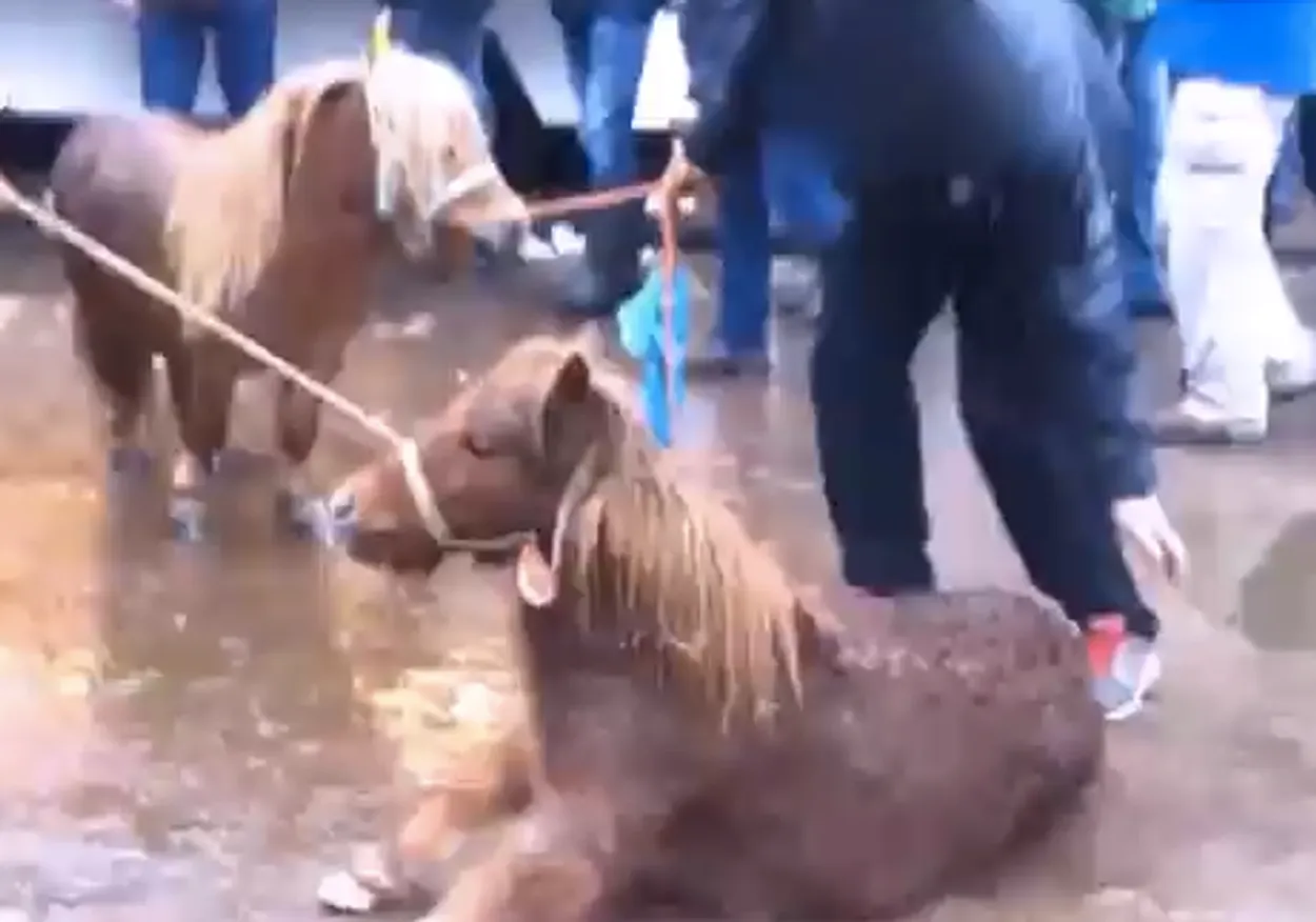 Wie dieren wil beschermen moet ook op gevaarlijke markten staan - Joop ...
