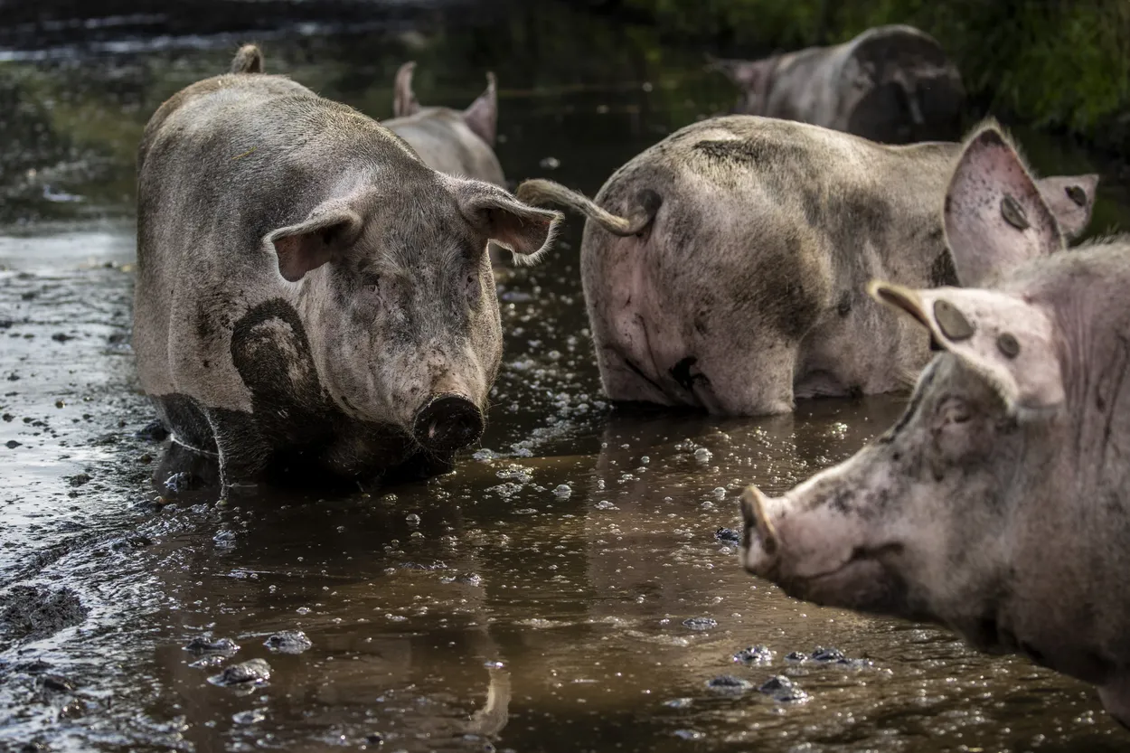 Wetenschappers wekken dode varkens weer tot leven - Joop - BNNVARA