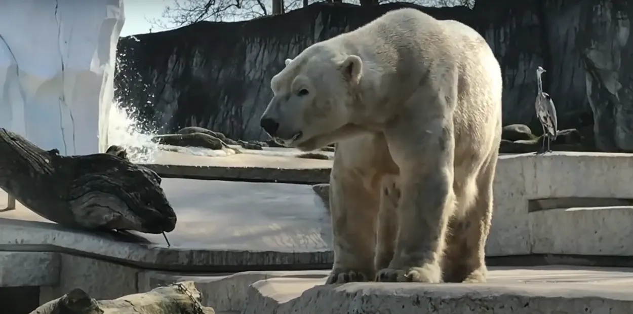 Duitse dierentuin overweegt dieren aan elkaar te voeren - Joop - BNNVARA