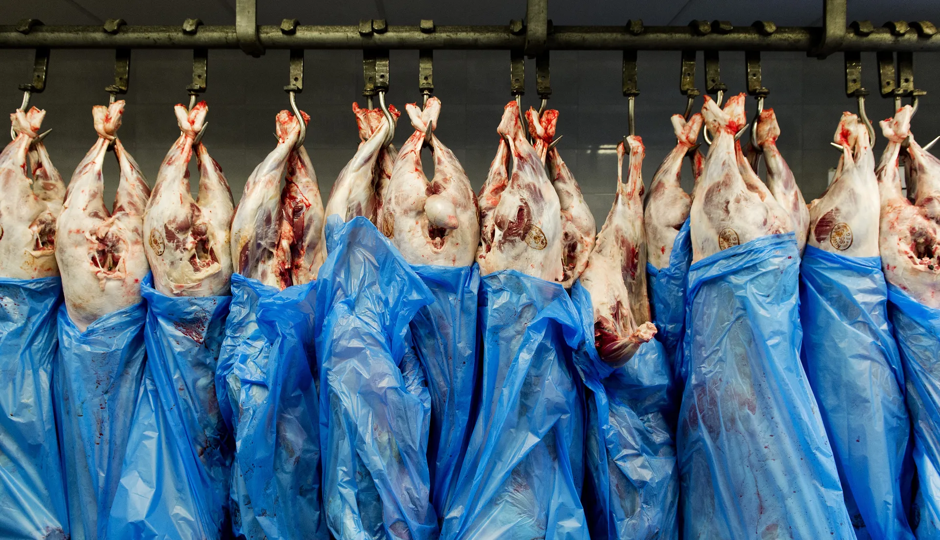 Niets staat een verbod op onverdoofd slachten nog in de weg - Joop ...