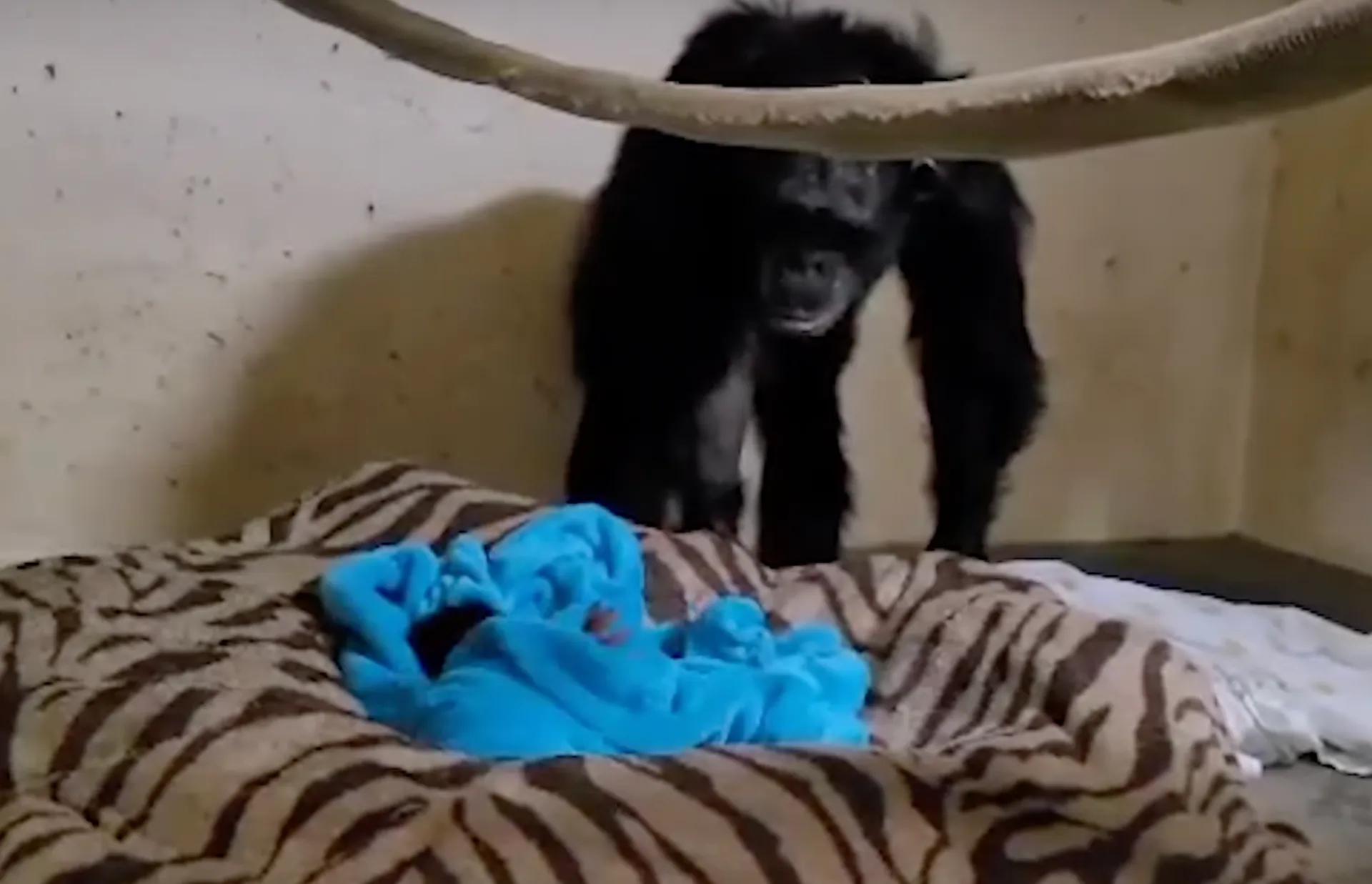 Het moment waarop een chimpansee haar pasgeboren baby na twee angstige ...