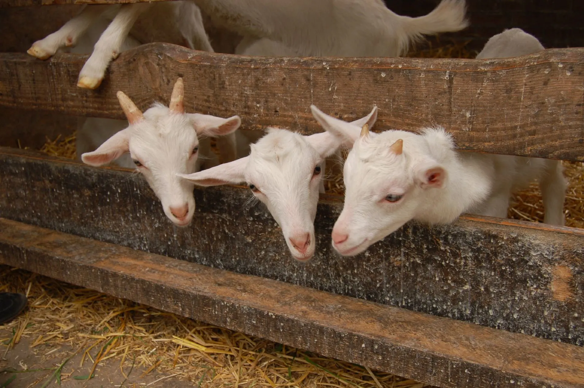 Vooruit met de geit! - Joop - BNNVARA