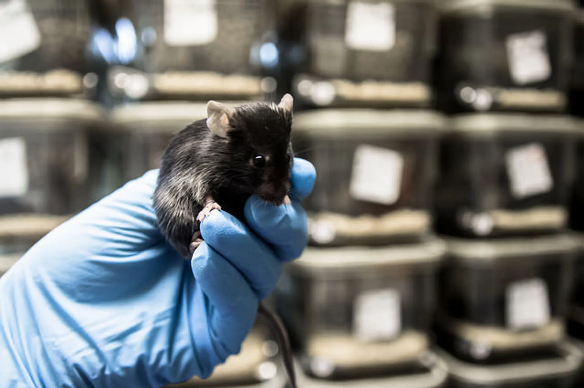 De meeste dierproeven hebben nauwelijks nut - Joop - BNNVARA