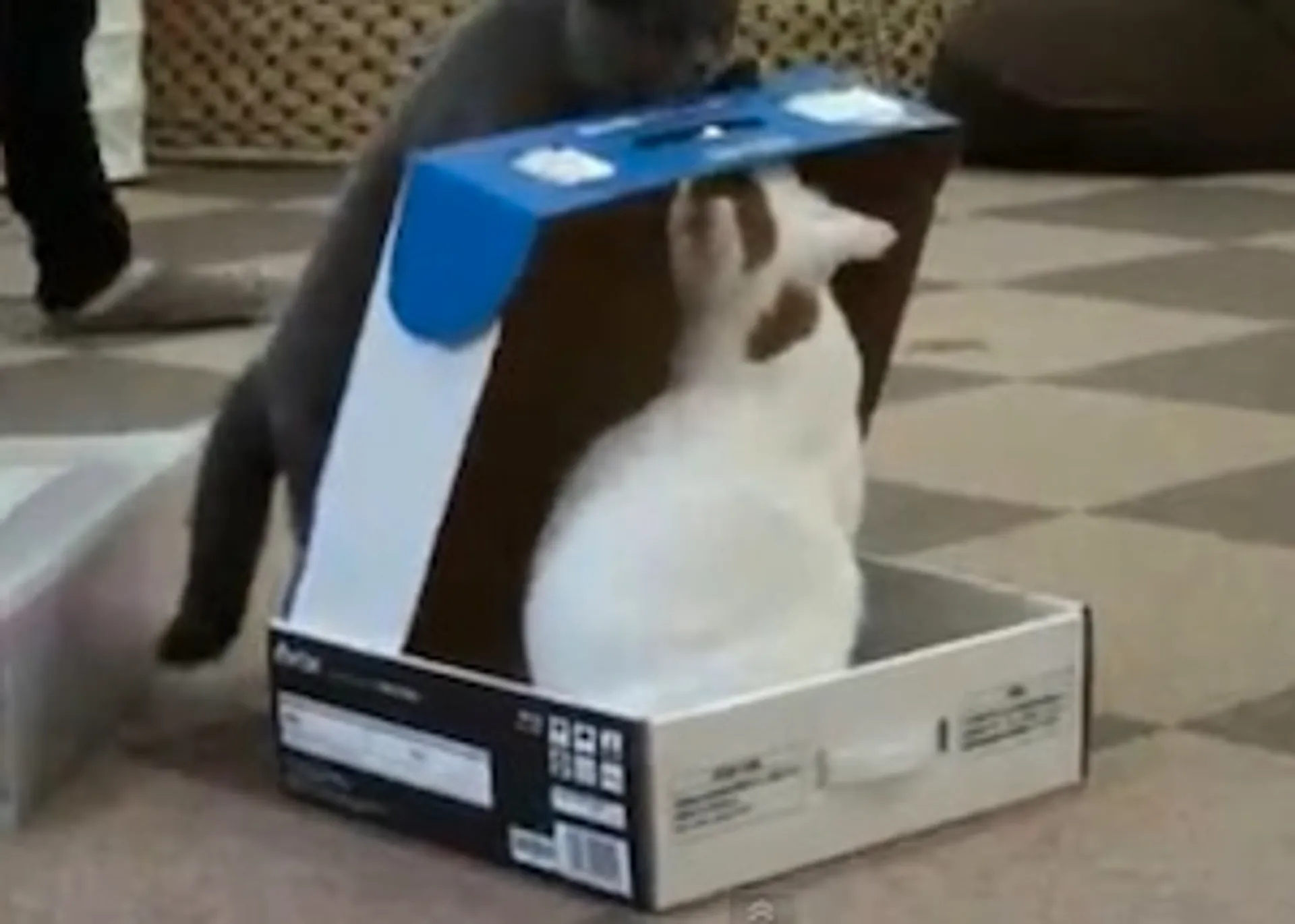 Cat vs Box, The Final Edition - Joop - BNNVARA